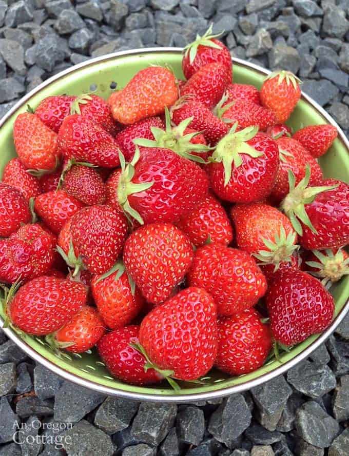 Getting Ready for Berry Season - Design Dazzle